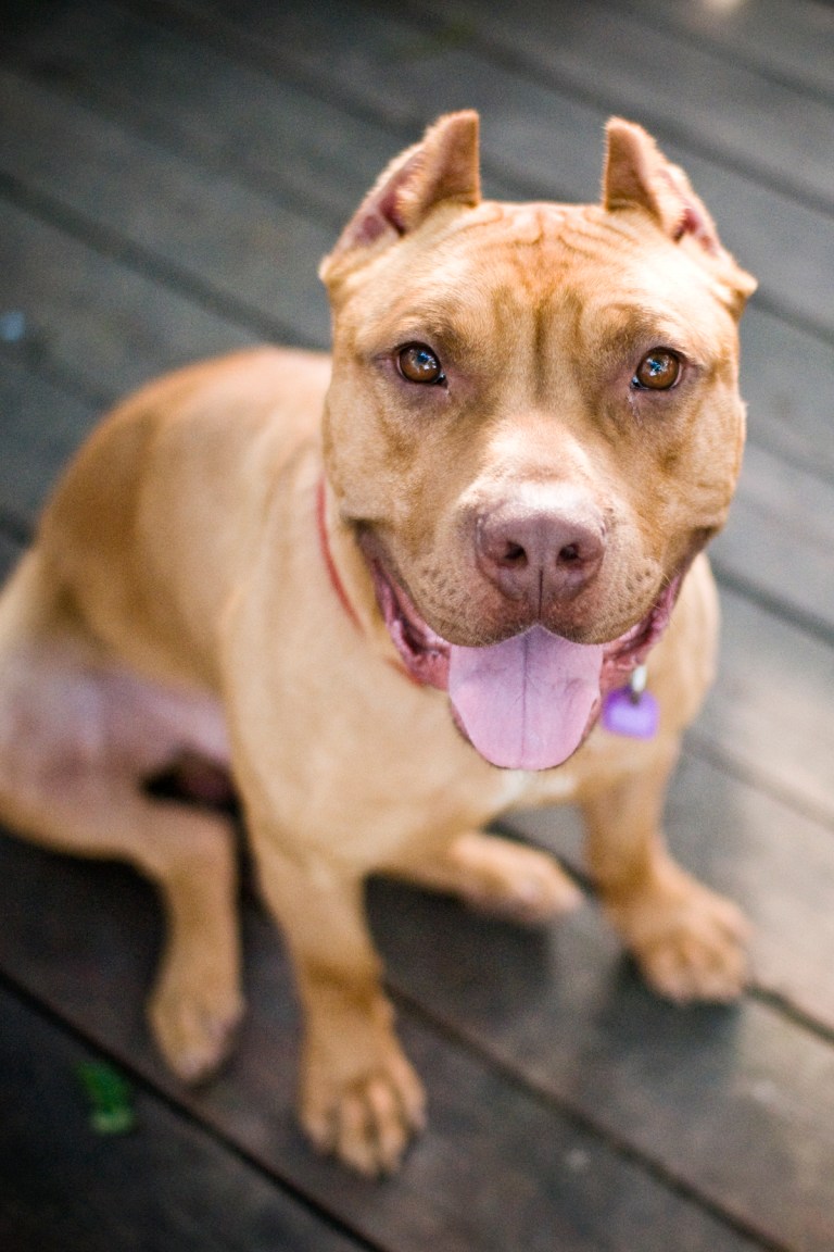 How TO SAVE a life through dog fostering « Love and a Six-Foot Leash