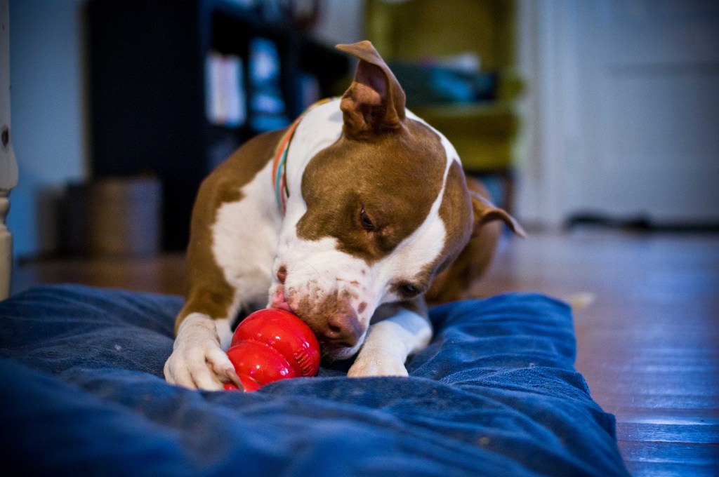 Dear Doodlebug: gourmet kongs and dog reputations « Love and a Six-Foot ...